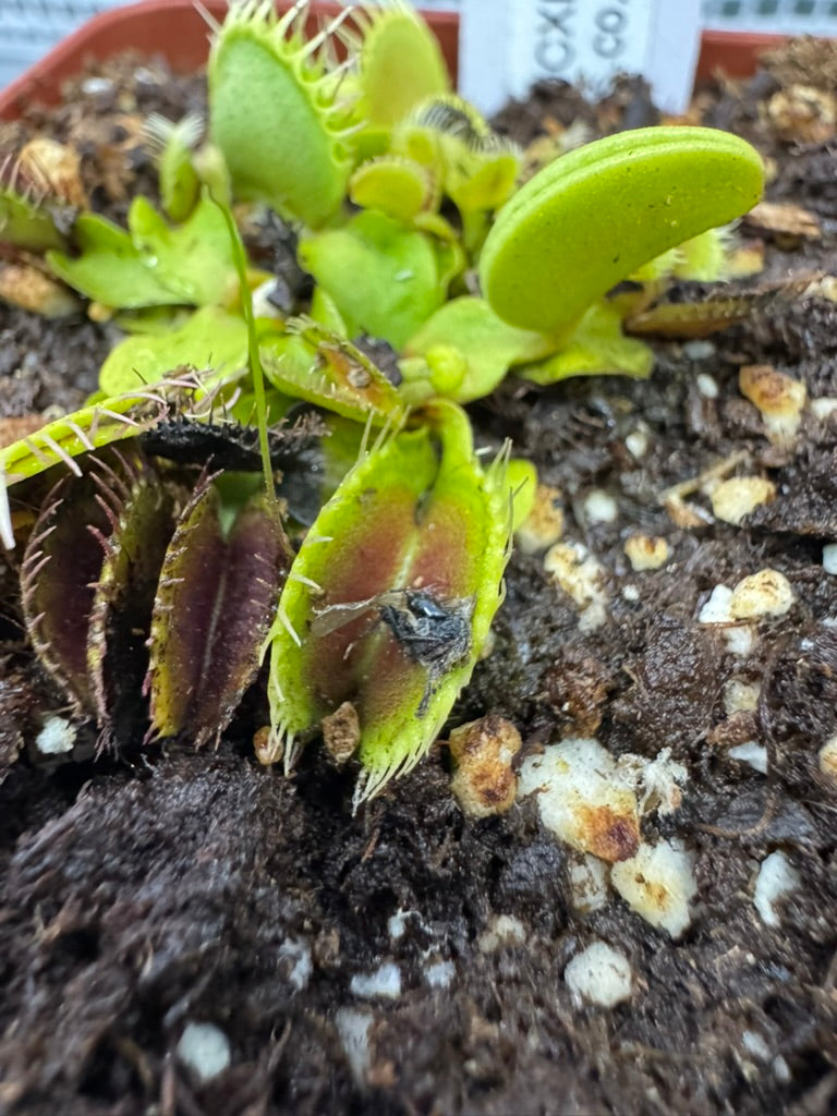 Venus Flytrap "DCXL" – Botanic Bites